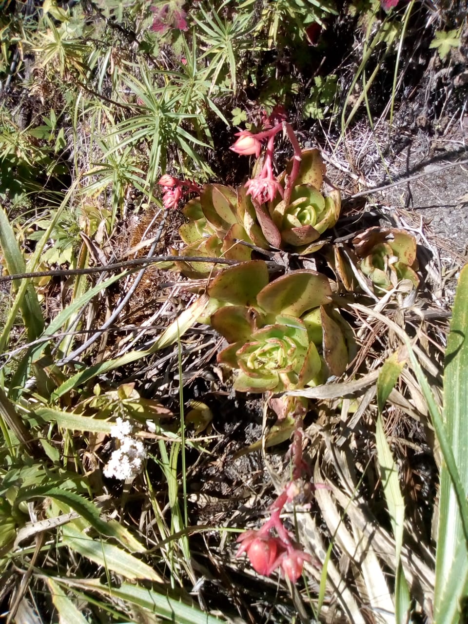 SONIANEVADENSIS V zquez Et Al 2019 SONIANEVADENSIS V zquez Et Al 2019